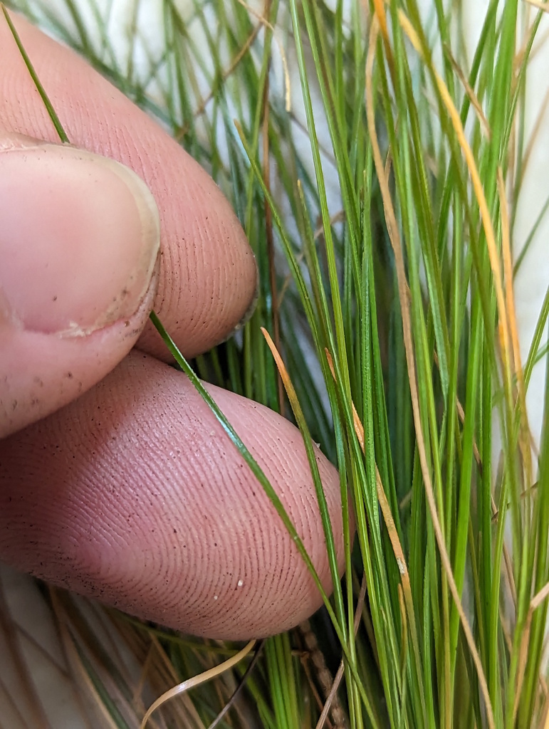 Fringe Rush from The Keppels QLD 4700, Australia on September 13, 2023 ...