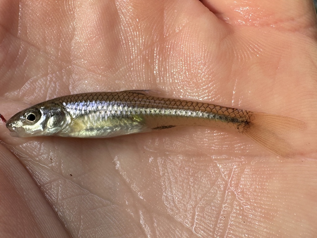 Bigmouth Shiner in July 2023 by Cody Cromer · iNaturalist