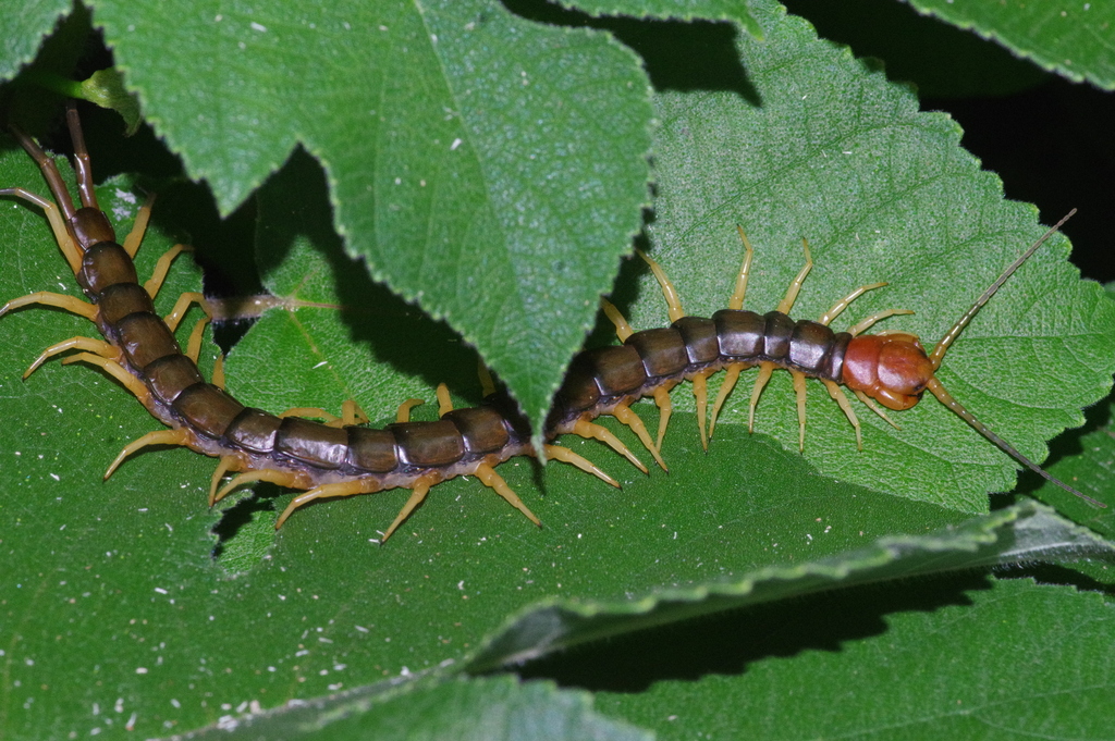 Chinese Red-headed Centipede from 日本、〒905-1422 沖縄県国頭郡国頭村宜名真 on ...