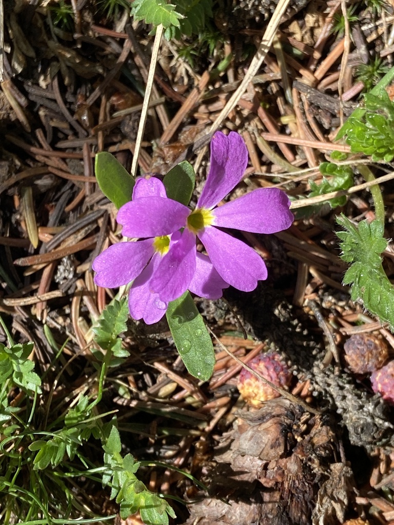 Alpine Primrose from Teller County, US-CO, US on July 20, 2023 at 10:11 ...