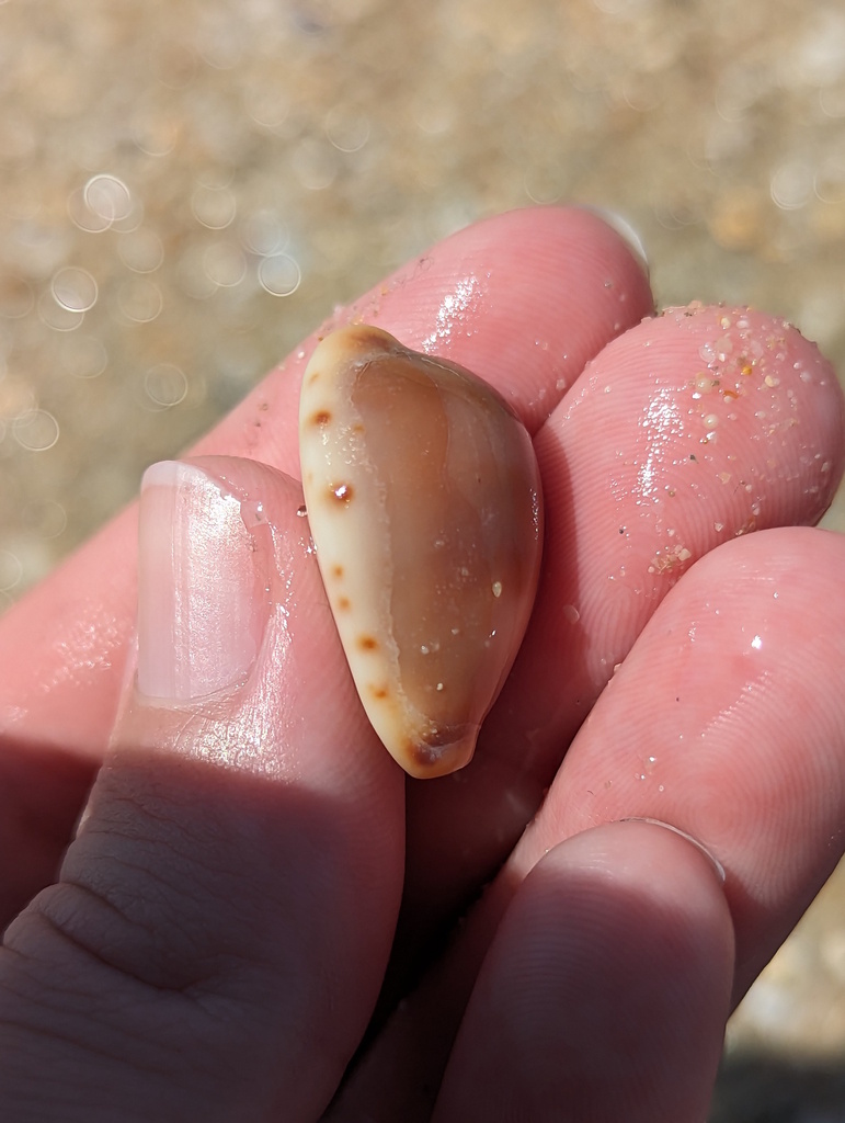 yellow-toothed cowrie from The Keppels QLD 4700, Australia on September ...