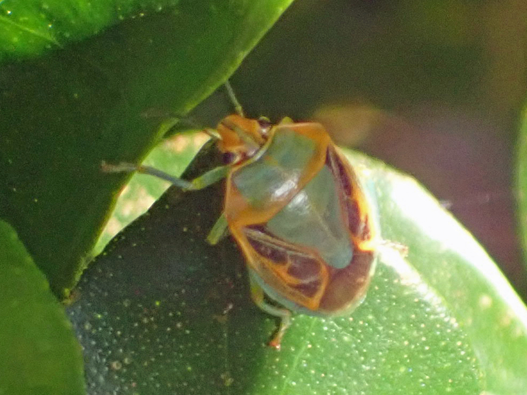Variegated Coffee Bugs from Malanda QLD 4885, Australia on September 15 ...