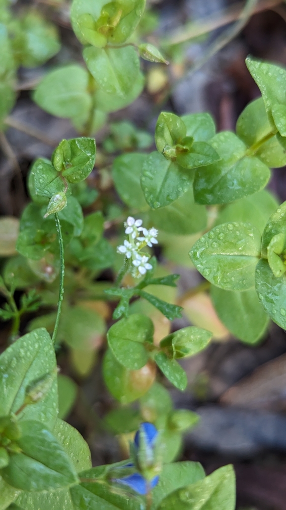 Native Parsnip from Coondle WA 6566, Australia on 15 September, 2023 at ...