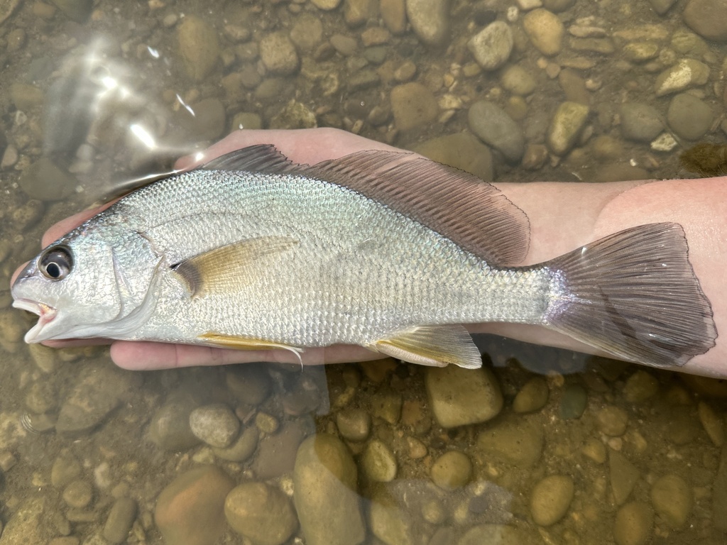 Freshwater Drum in June 2023 by Cody Cromer · iNaturalist