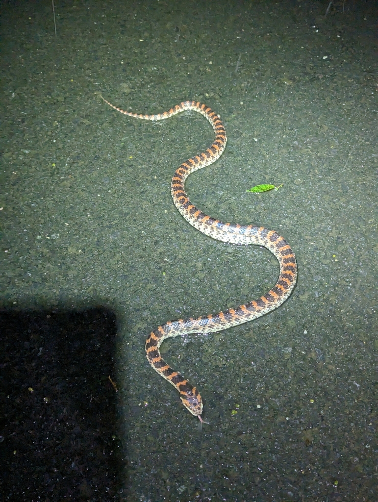 Red-banded Snake from 中国213331 on September 14, 2023 at 10:19 PM by ...