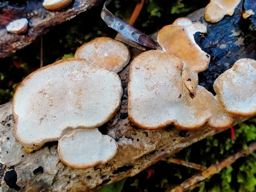 shelf fungi from Auckland Islands Nature Reserve, Auckland islands, NZ ...