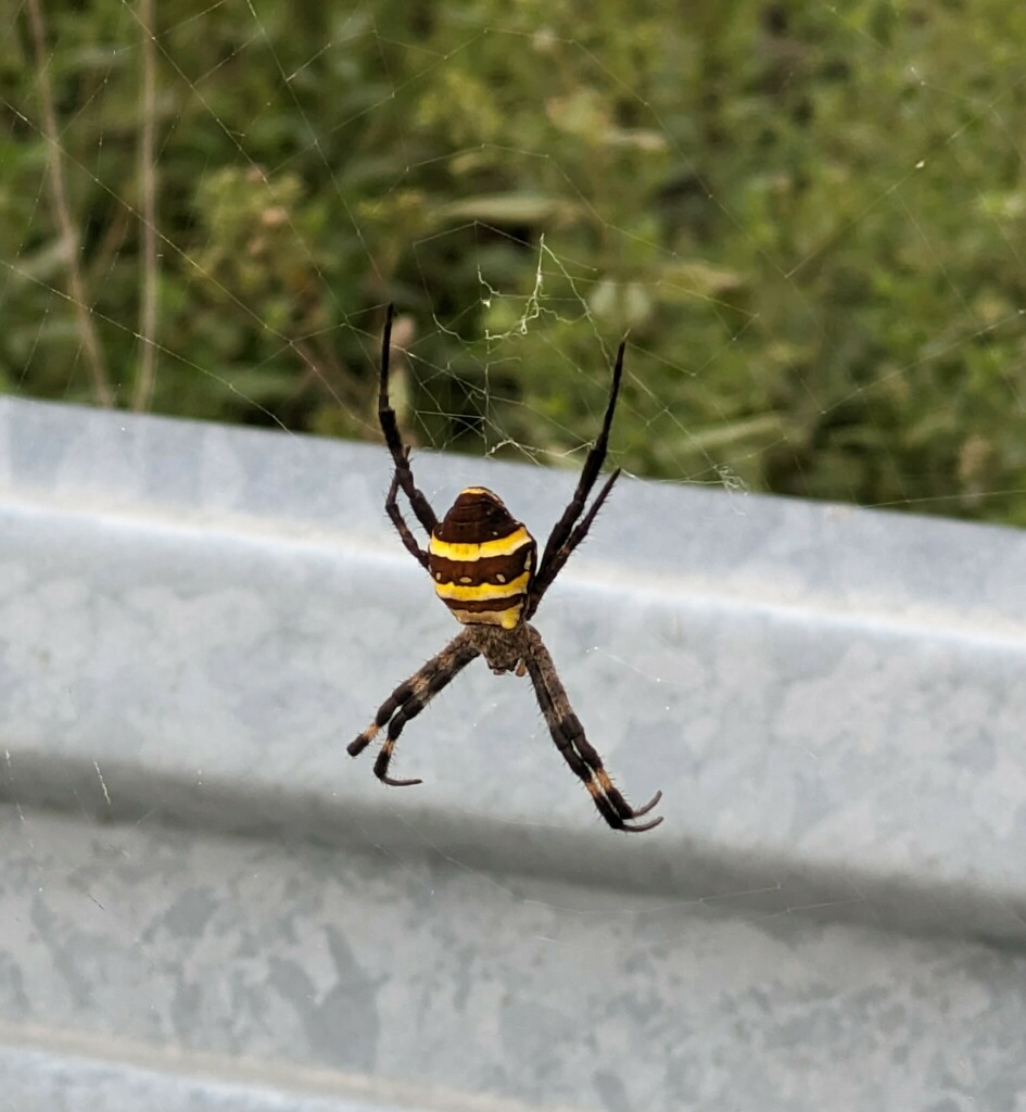 Kogane-gumo Spider from Yotsugoyakoaji, Akita, 010-1418, Japan on ...