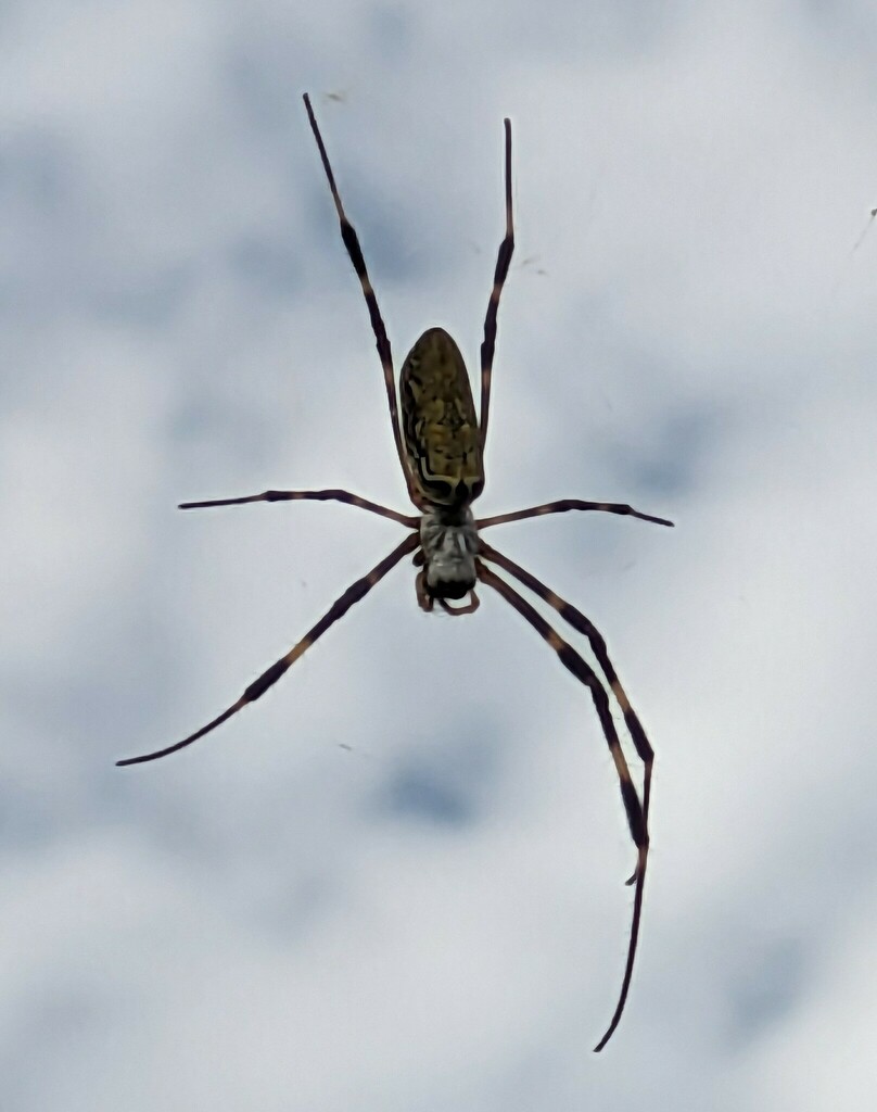 Joro Spider from Yotsugoyakoaji, Akita, 010-1418, Japan on September 15 ...
