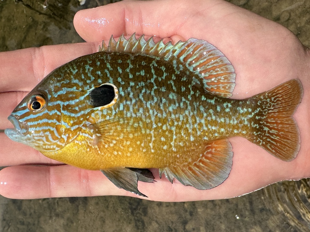 Longear Sunfish Complex (Lepomis megalotis) - Marine Life Identification
