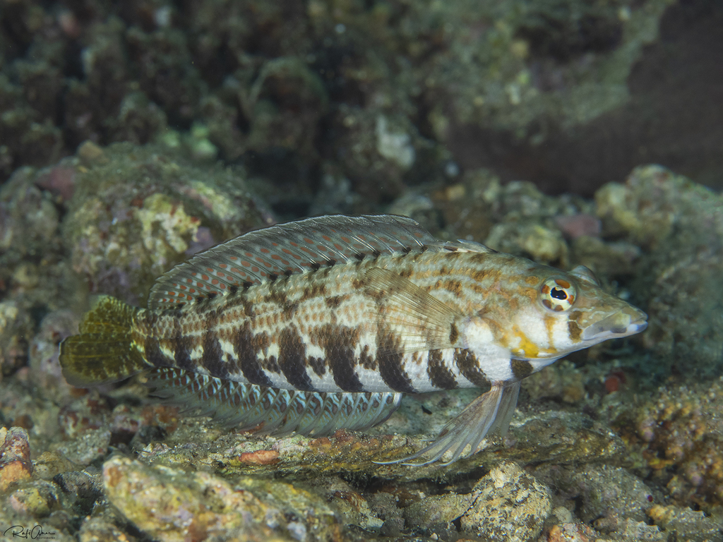 Sharpnose Sandperch from Lembeh Strait, Indonesia on April 22, 2019 at ...