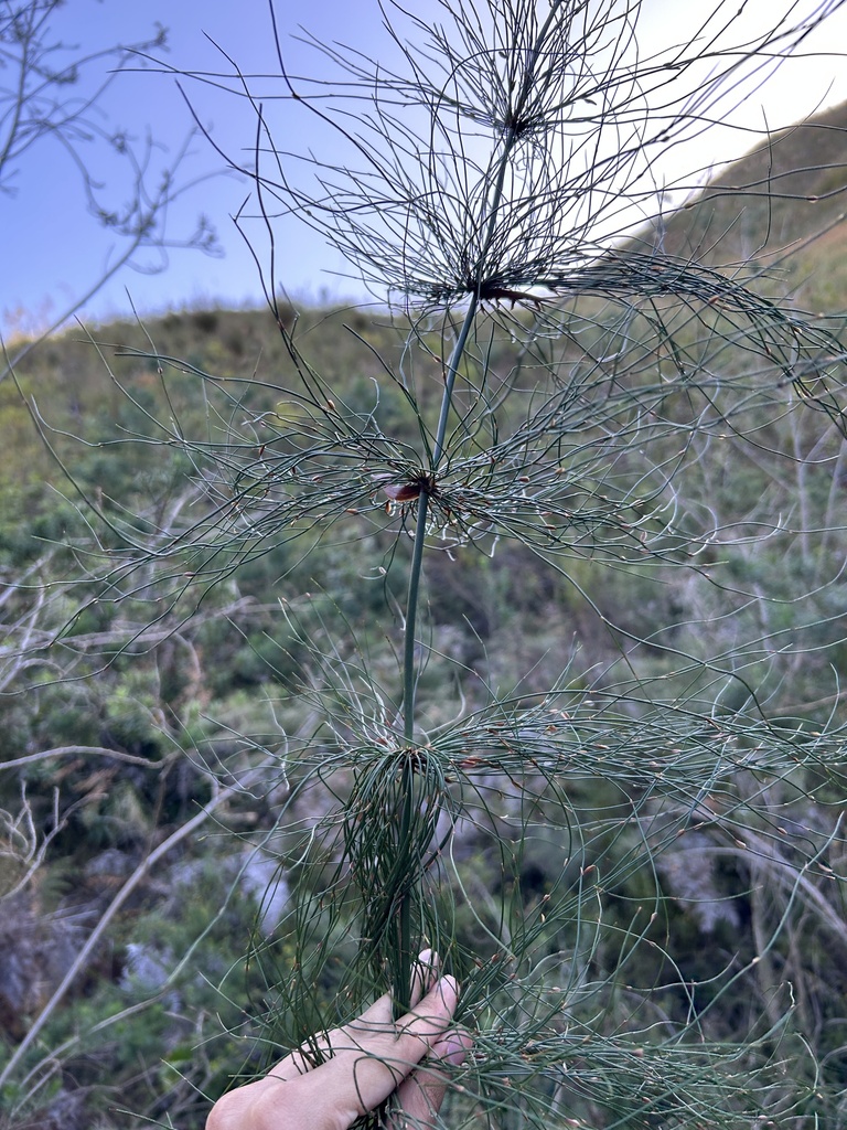 Broom reed from Эден, Южная Африка on August 7, 2023 at 02:38 PM by ...