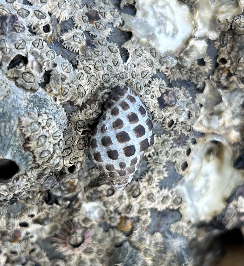 Tenguella from Coral Sea, Slade Point, QLD, AU on September 15, 2023 at ...