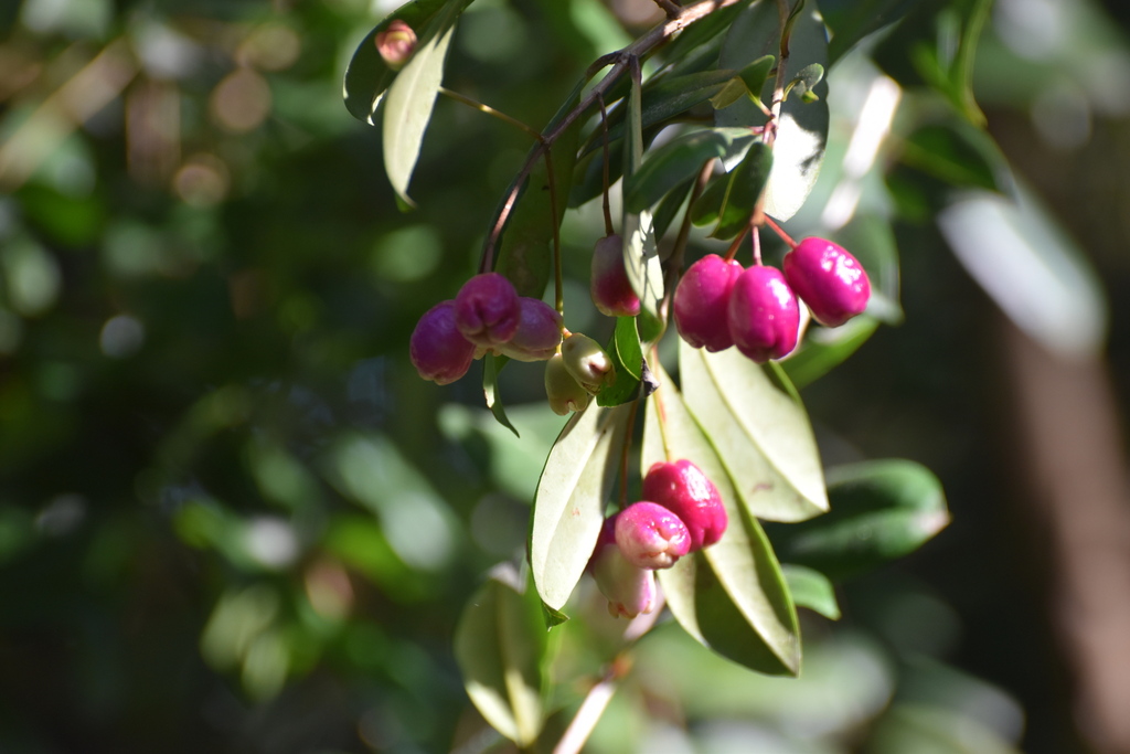 scrub cherry from Эден, Южная Африка on August 6, 2023 at 02:14 PM by ...
