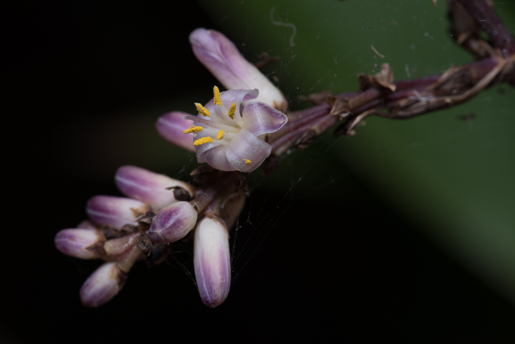 cabbage trees and allies from Verrierdale QLD 4562, Australia on ...