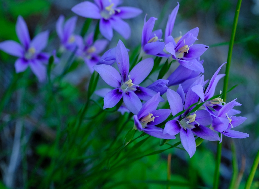 Gladiolus deserticola from Namakwa District Municipality, South Africa ...