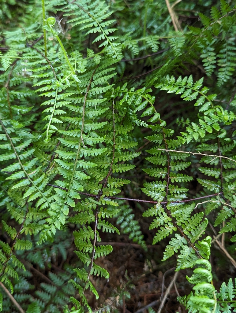 Hiya distans from Rotorua 3010, New Zealand on September 15, 2023 at 10 ...