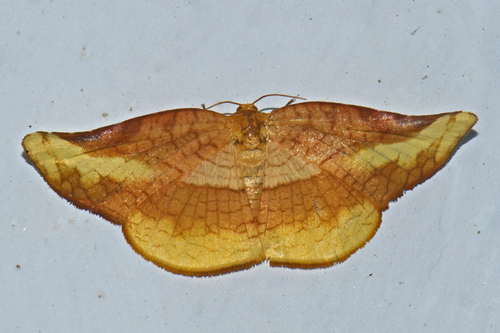 Genus Camptochilus · iNaturalist