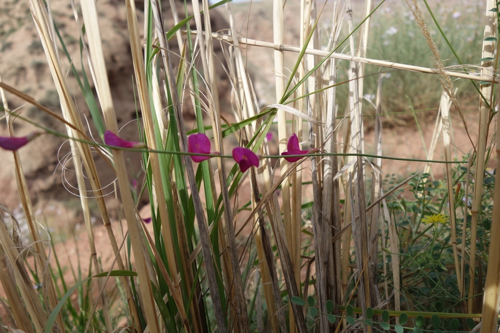 Corethrodendron multijugum from 甘州区, 张掖市, 甘肃省, CN on August 12, 2018 at ...