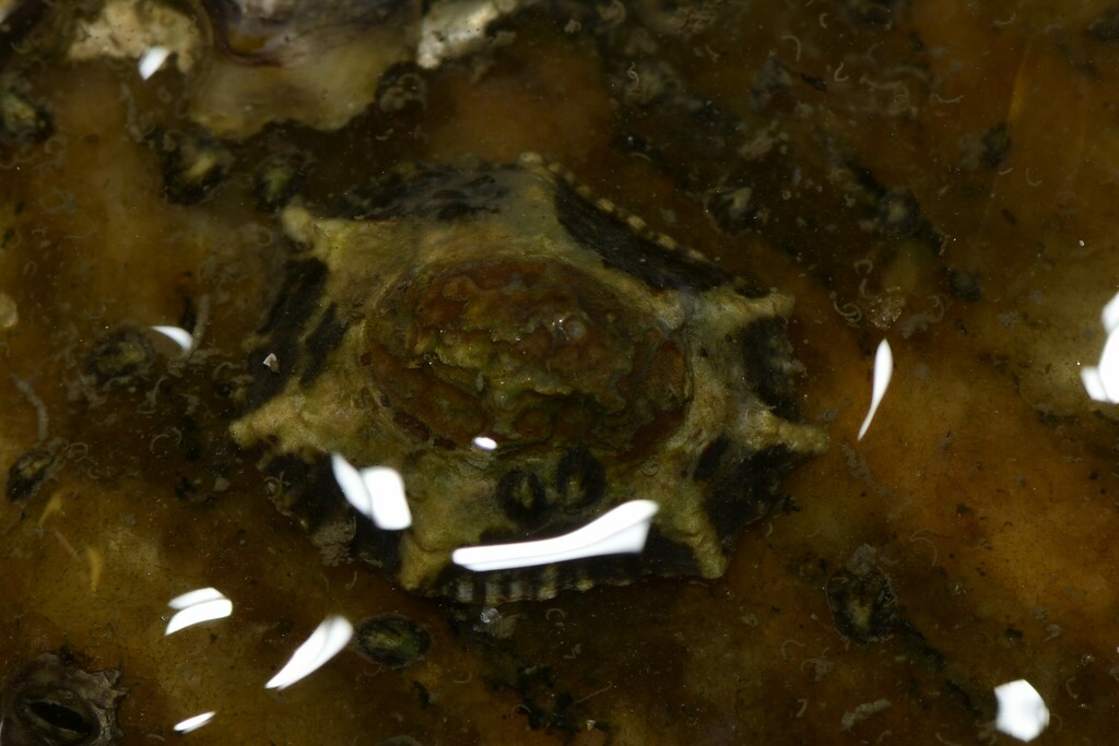 Patelloida from 泉州触角沙滩 on July 4, 2023 at 07:14 PM by rhinolin ...