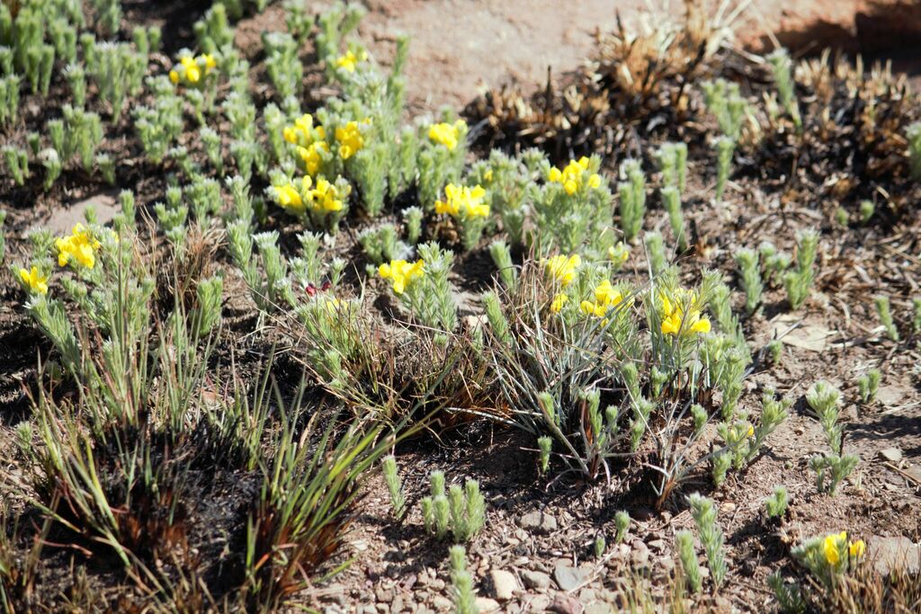 Menodora africana from Carletonville, 2499, South Africa on September ...