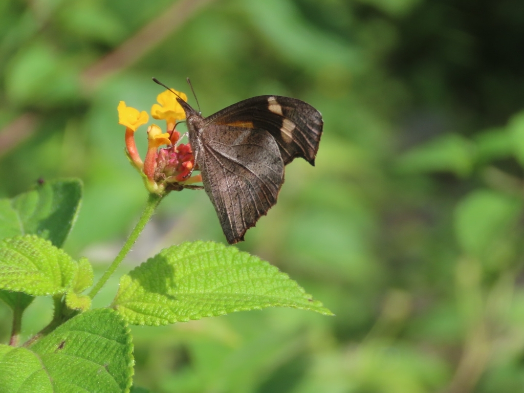 Beaks and Old World Snouts from Nathuakhan on September 13, 2023 at 01: ...