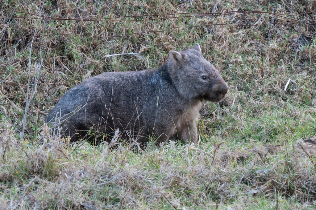 Bare-nosed Wombat in June 2023 by Euan Moore · iNaturalist