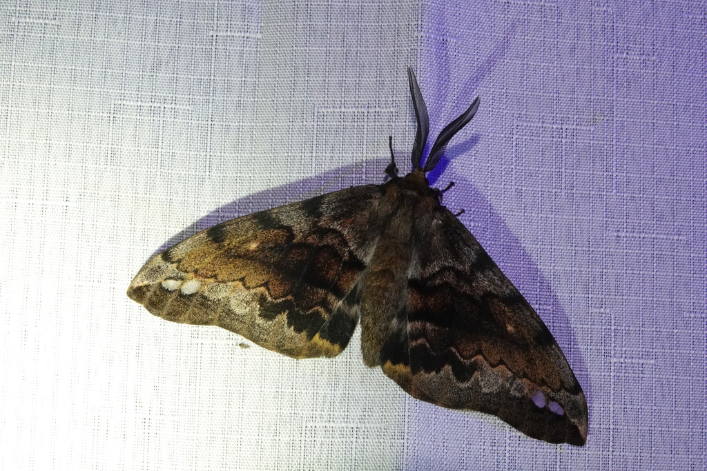 Batwing Moth in June 2023 by Euan Moore · iNaturalist