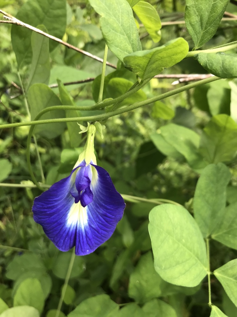 Blue Pea from Cejlon, North Western Province, LK on September 15, 2023 ...