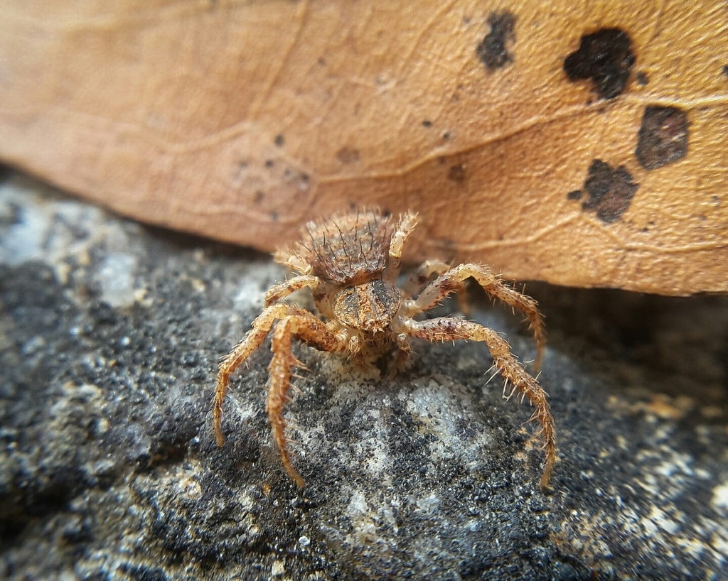 Litter Crab Spiders from Mutare, Zimbabwe on September 09, 2023 at 08: ...