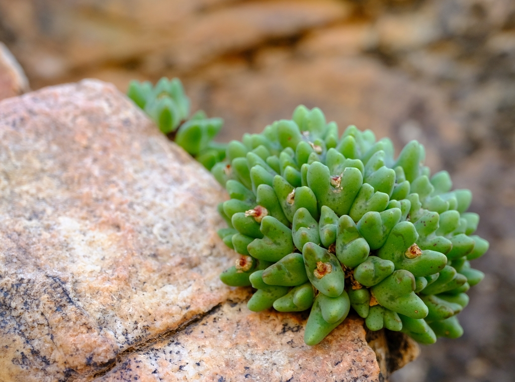 Conophytum quaesitum in August 2023 by Nick Helme · iNaturalist