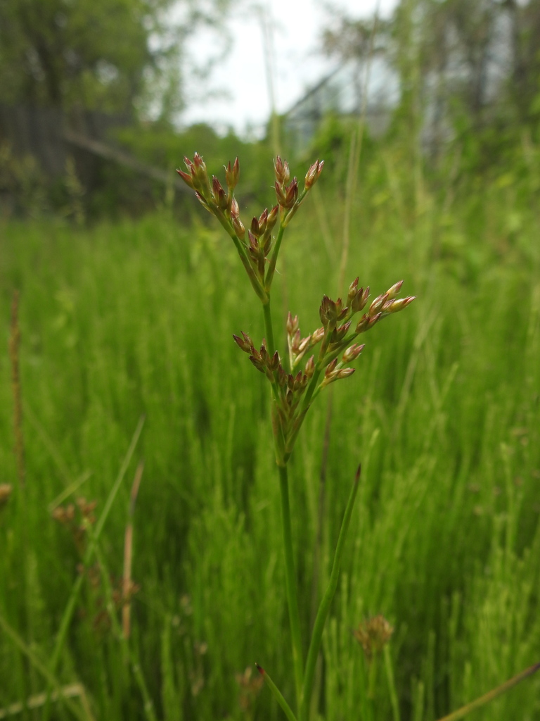 Jointed rush from Зеленоградск, Калининградская обл., Россия on June 18 ...