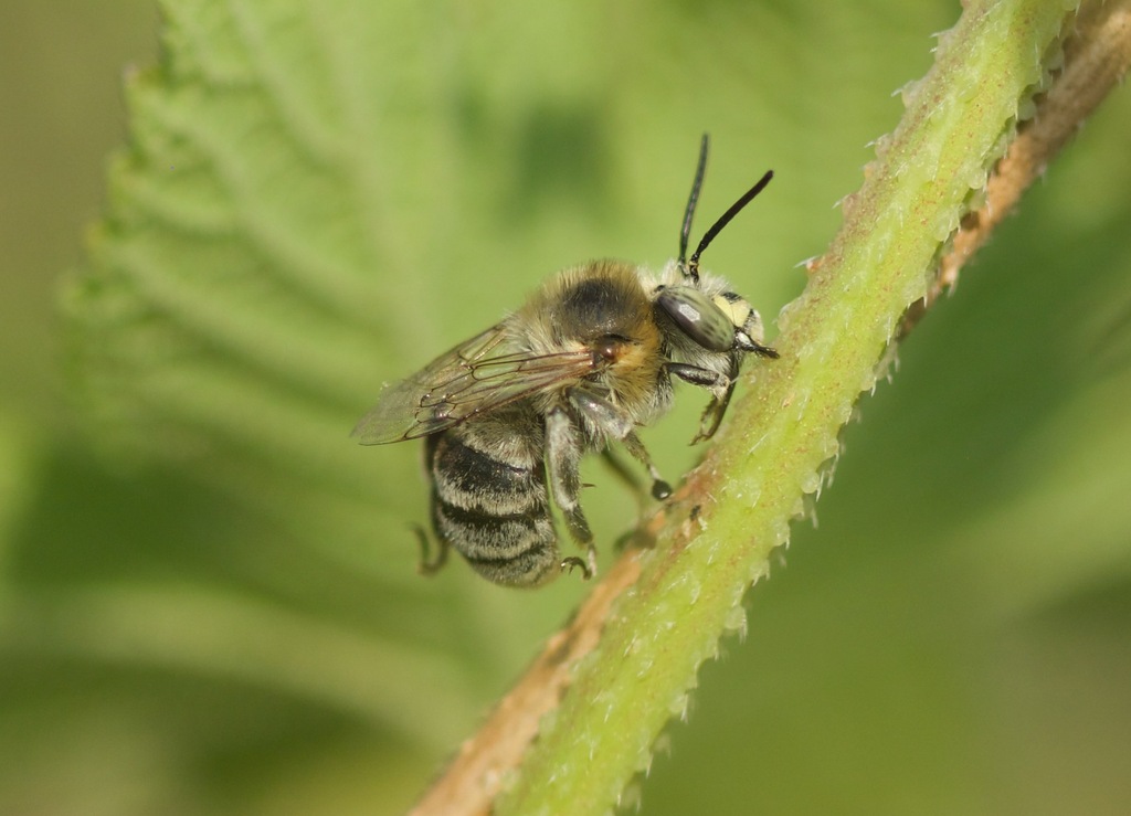 Common Digger Bees from Chaoyang, Beijing, China on September 15, 2023 ...