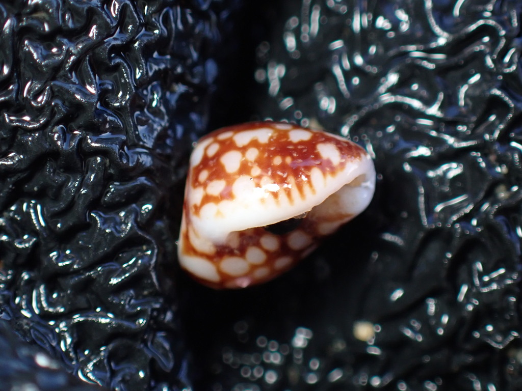 Tortoise Dove Shell from Sunshine Coast QLD, Australia on September 15 ...