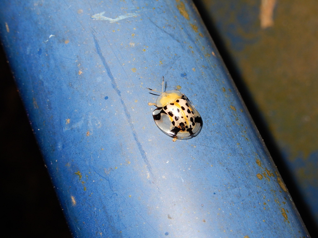 Asian Spotted Tortoise Beetle from 和美山, Xindian, New Taipei, Taiwan on ...