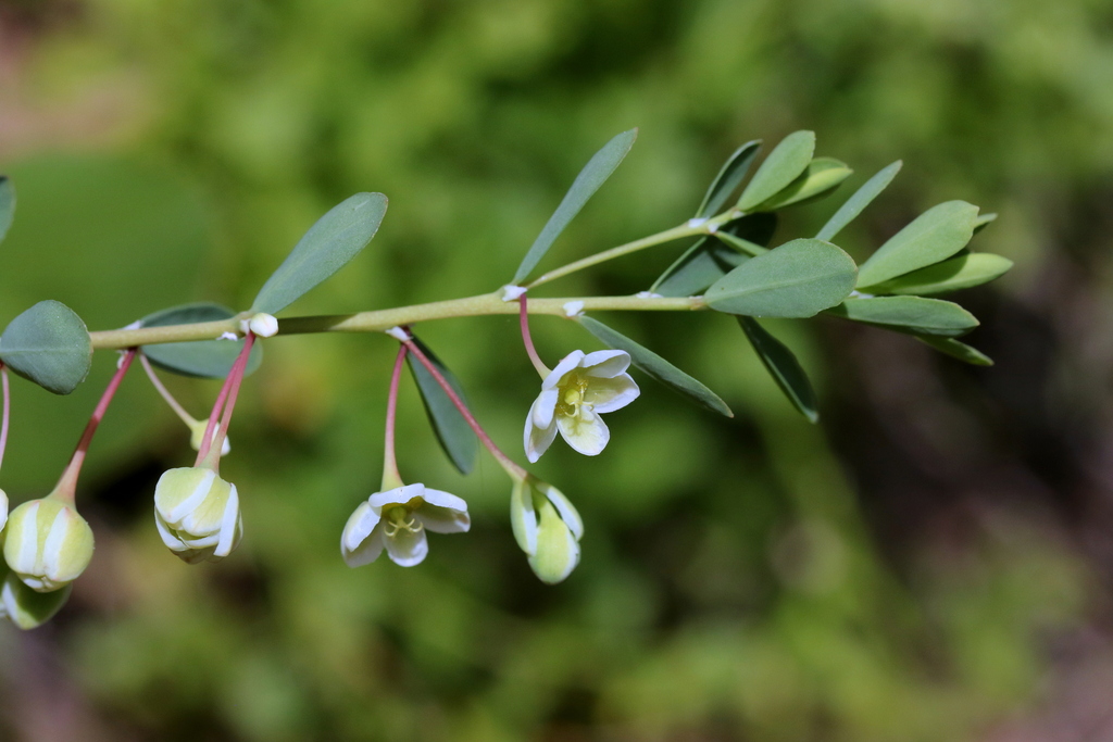 False Boronia from Deep Creek SA 5204, Australia on September 14, 2023 at 11:04 AM by Martin ...