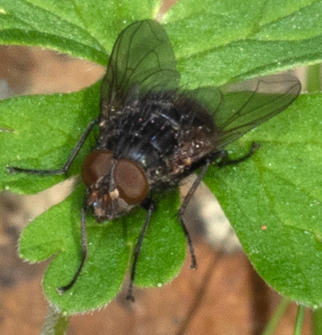 Bluebottle Flies from Yarck VIC 3719, Australia on September 15, 2023 ...