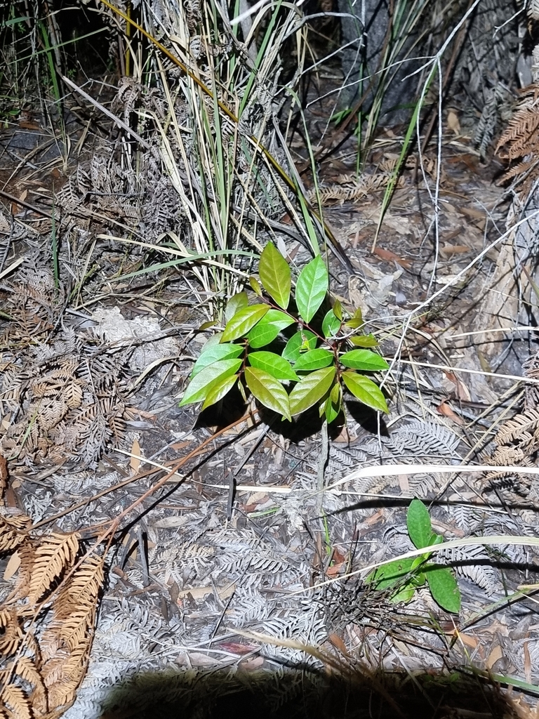 Cheese Tree from Brunswick Heads NSW 2483, Australia on September 14 ...
