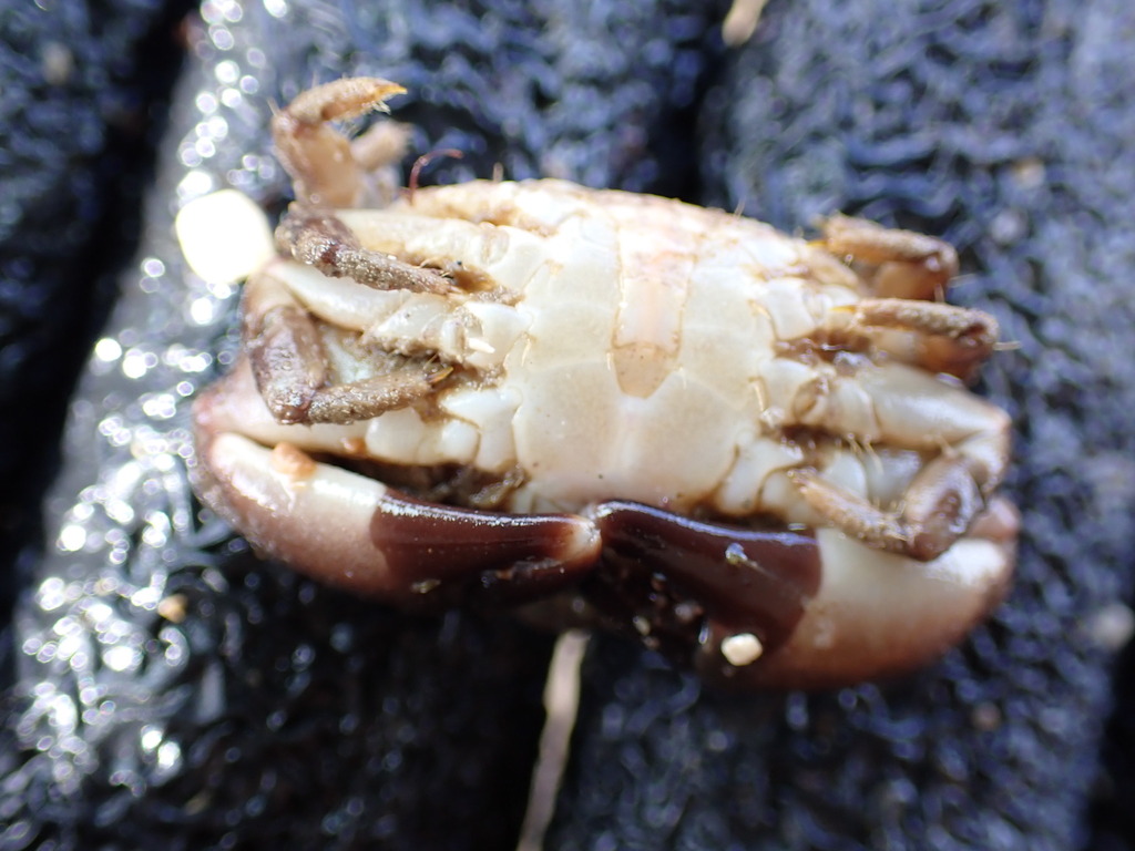 Leptodius from Sunshine Coast QLD, Australia on September 15, 2023 at ...