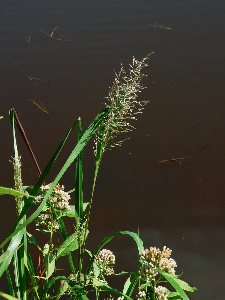 redtop panicgrass in September 2023 by mjpapay · iNaturalist