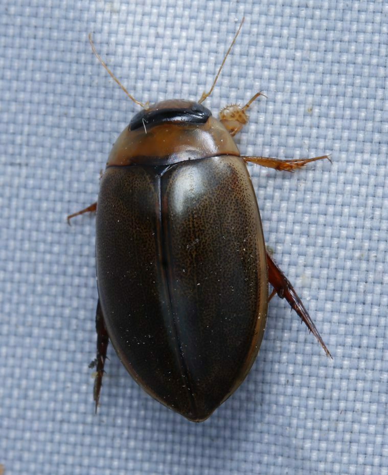 Hydaticus rhantoides from 重庆市北碚区 on September 14, 2023 at 08:15 PM by ...