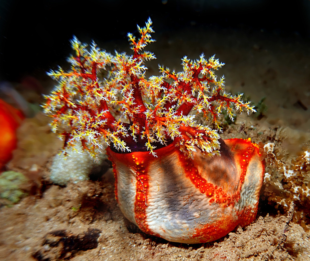 Australian sea apple from Exmouth Gulf, WA, Australia on September 15 ...