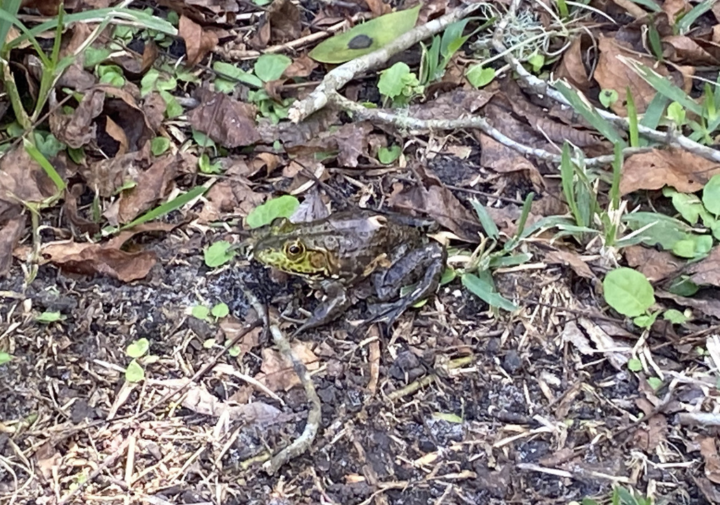 American Bullfrog from NW 106th Way, Gainesville, FL, US on September ...