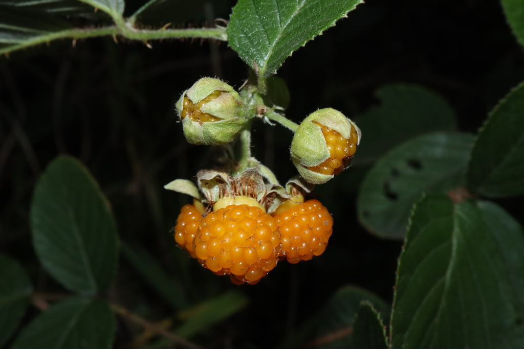 Yellow Himalayan Raspberry from Sydney NSW, Australia on September 15 ...