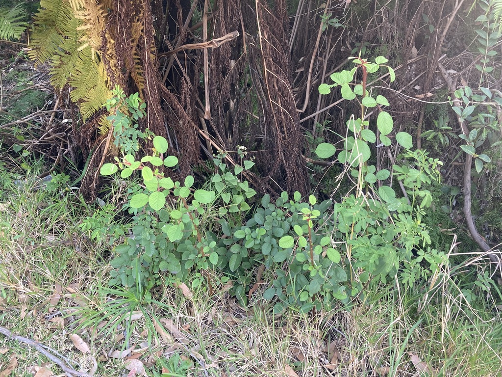 Yellow Himalayan Raspberry from Sydney NSW, Australia on September 15 ...