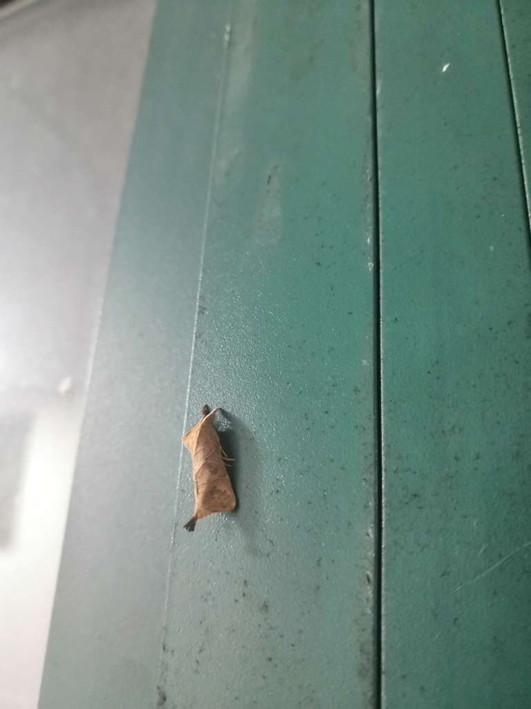 Sigmoid Prominent from Zhoushan, CN-ZJ, CN by rainbowlkc · iNaturalist
