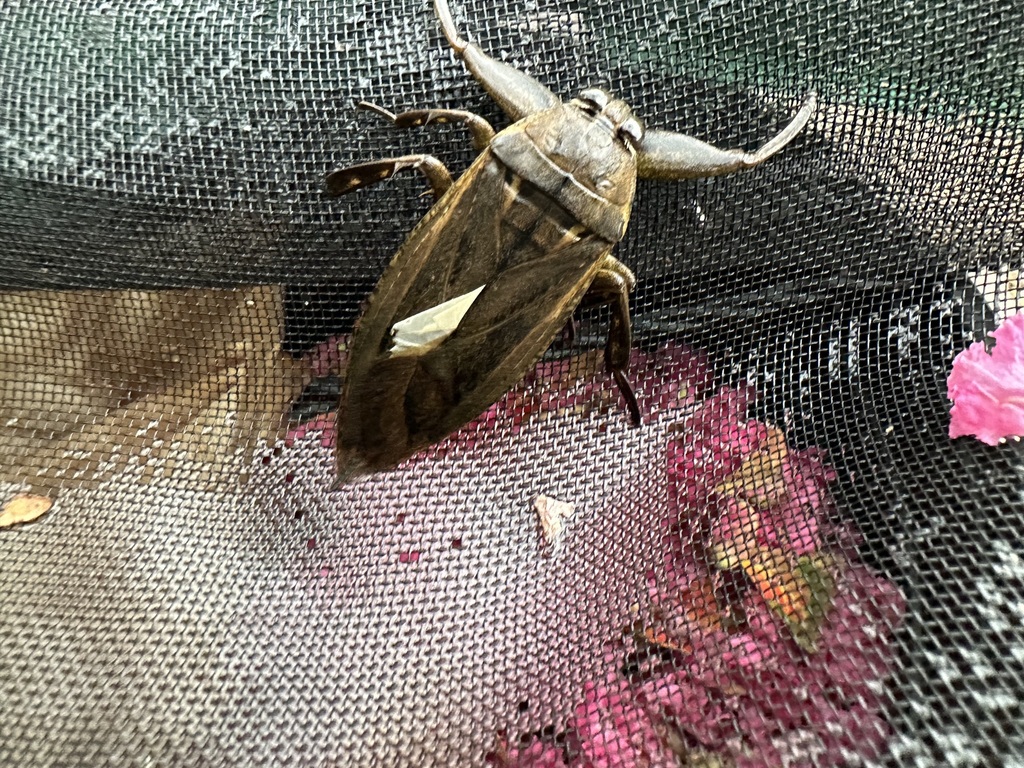 Uhler's Giant Water Bug from Northwest Dallas, Dallas, TX, USA on ...