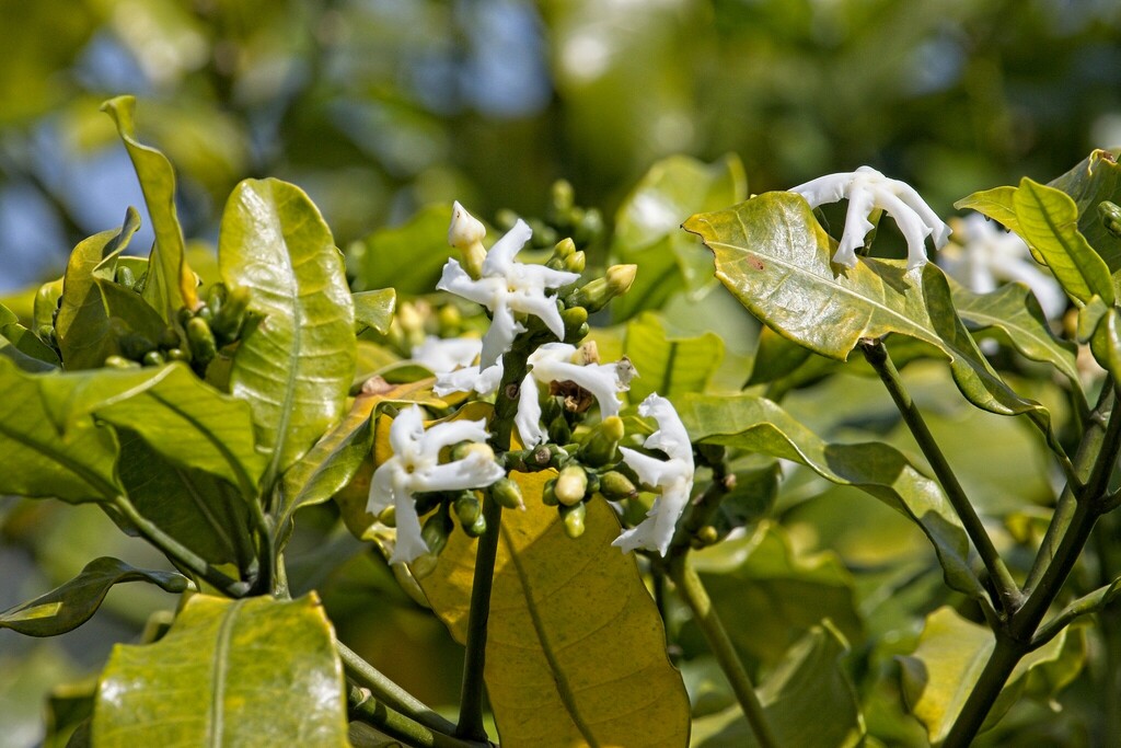 forest toad-tree from Renishaw Hills, South Africa on September 15 ...