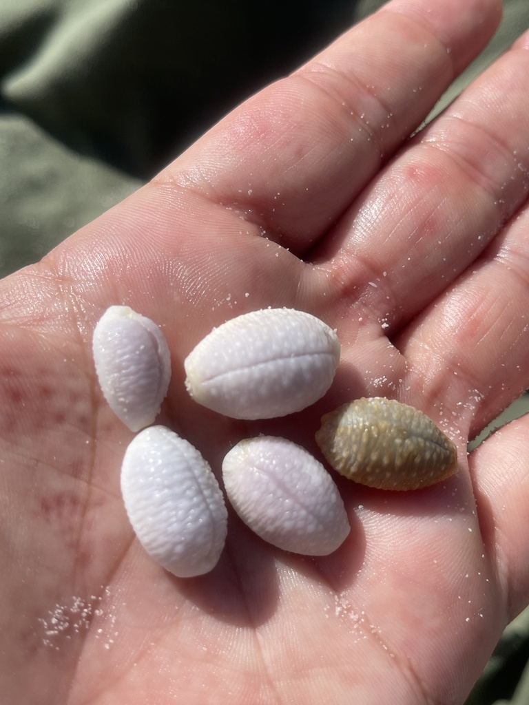 grape cowrie from Diego Garcia, IO on September 15, 2023 at 04:54 PM by ...