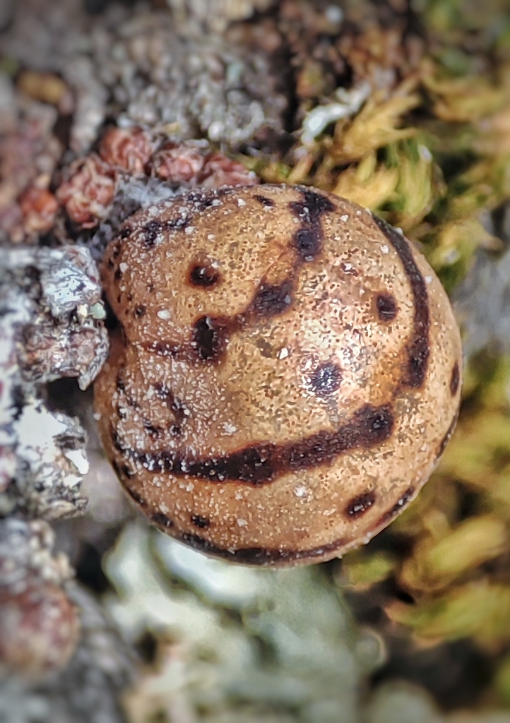 Kermes roboris from Cercedilla on September 14, 2023 at 05:04 PM by ...