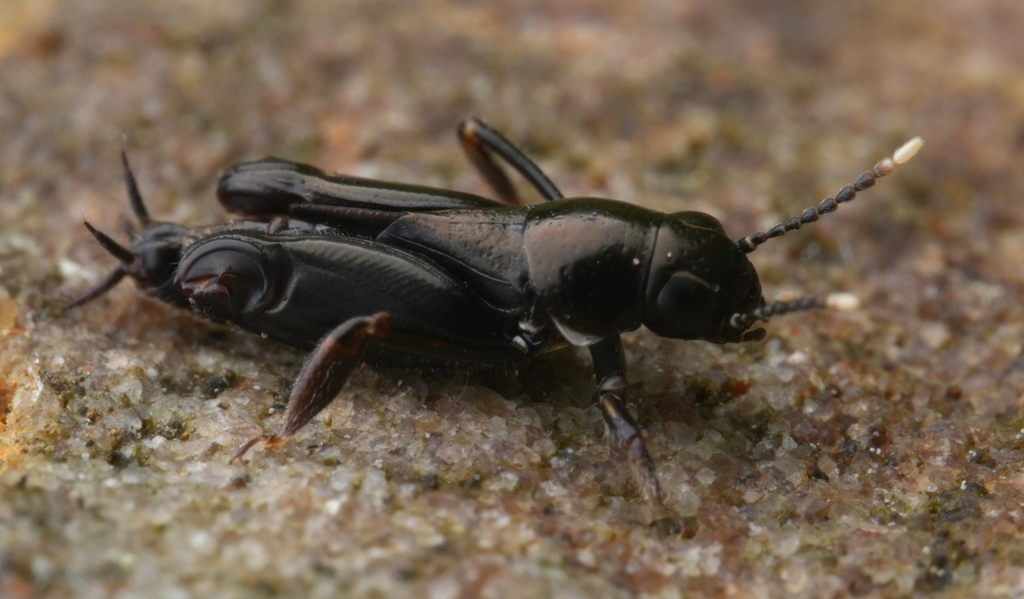 Xya japonica from 贵州省黔南布依族苗族自治州都匀市高寨 on June 11, 2023 at 10:47 PM by ...